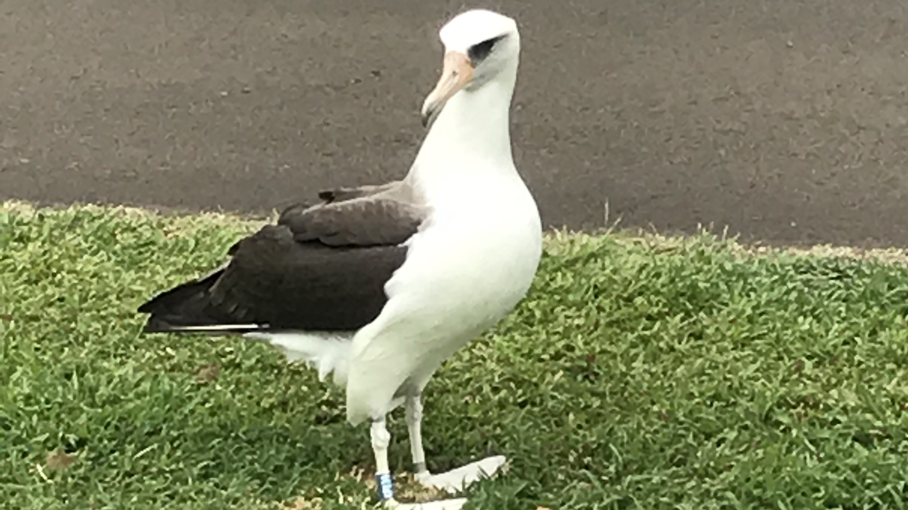 Laysan Albatross: An Unexpected Attraction In Hawaii : NPR