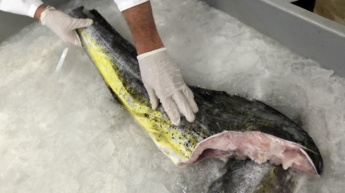 Seafood Without The Sea: Will Lab-Grown Fish Hook Consumers? : The Salt ...