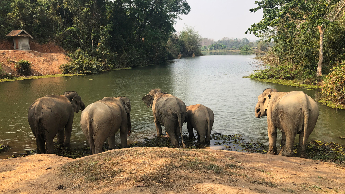 Endangered Asian Elephants Find Nature Sanctuary In Laos : NPR