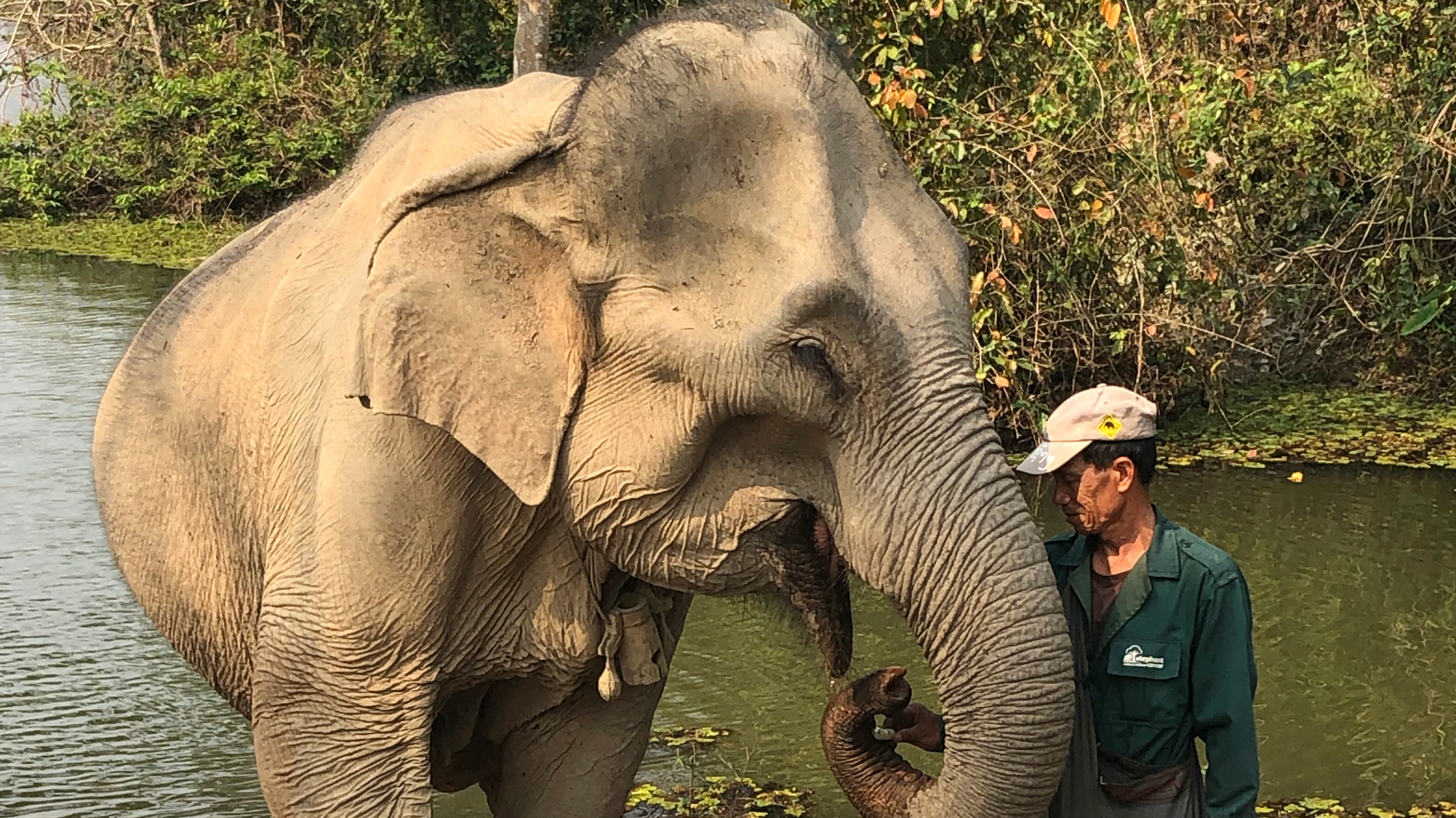 Endangered Asian Elephants Find Nature Sanctuary In Laos : NPR