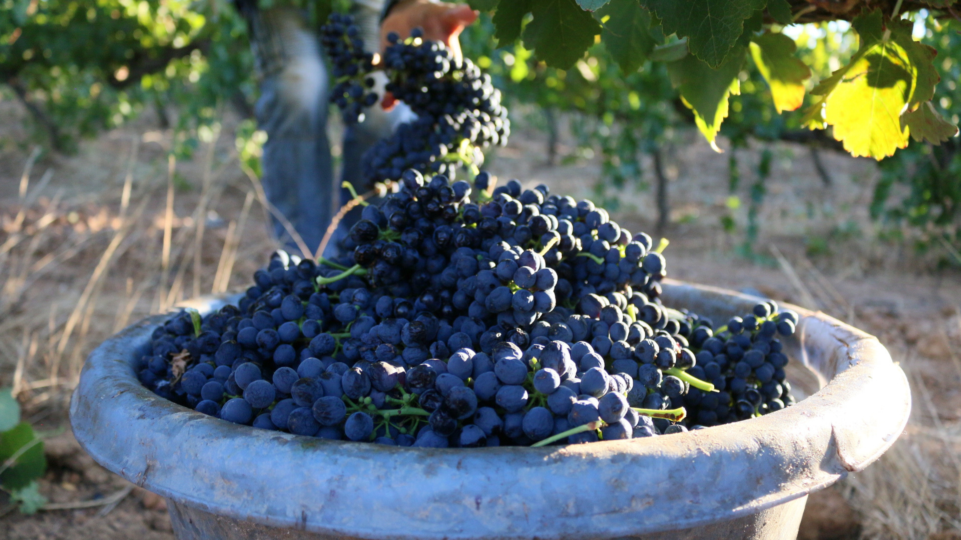 'Certified B Corp': Why Some Wineries Are Seeking This Social ...