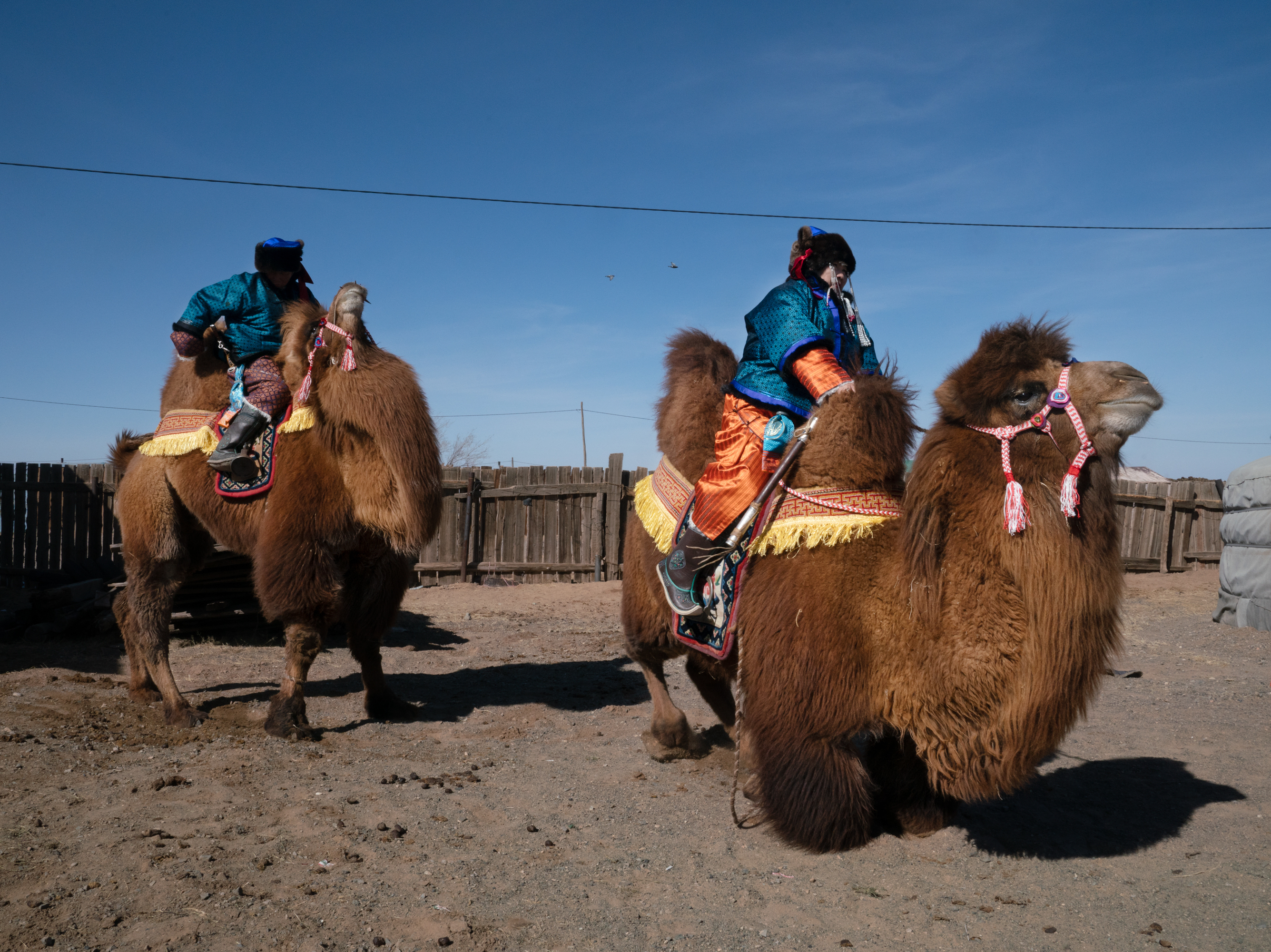Where Camels Become Beauty Queens: Inside Mongolia's Biggest Camel ...