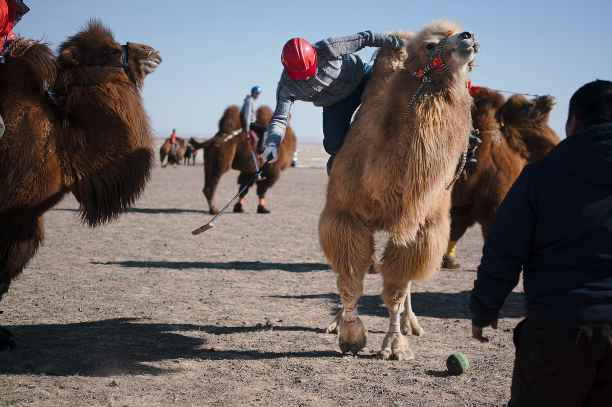 Behold Mongolia's Camel Beauty Contest : NPR