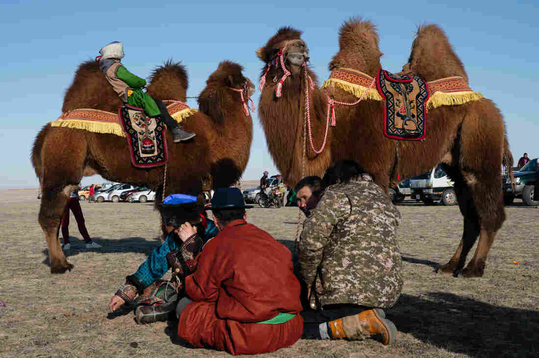 Behold Mongolia's Camel Beauty Contest : NPR