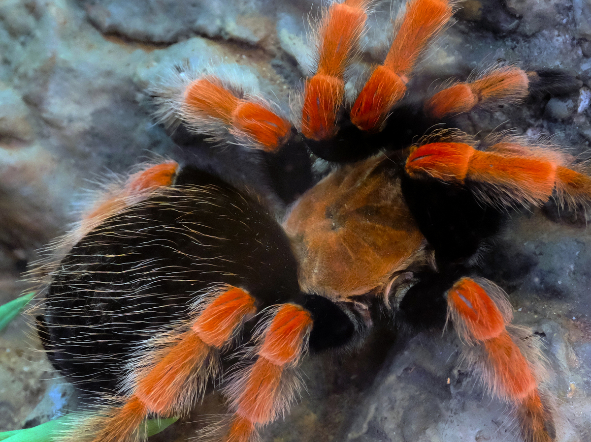Psssst...Want To Buy A Tarantula? : The Indicator from Planet Money : NPR