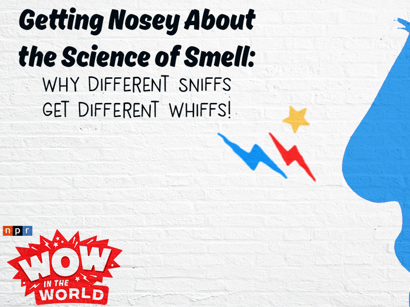 Getting Nosey About the Science of Smell: Why Different Sniffs Get ...