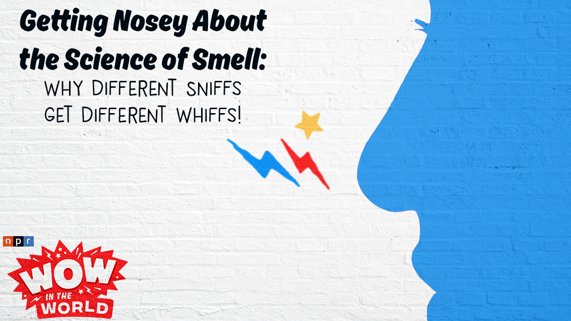 Getting Nosey About the Science of Smell: Why Different Sniffs Get ...