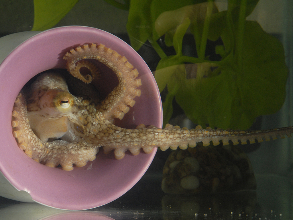 Why Octopuses Might Be The Next Lab Rats | NCPR News