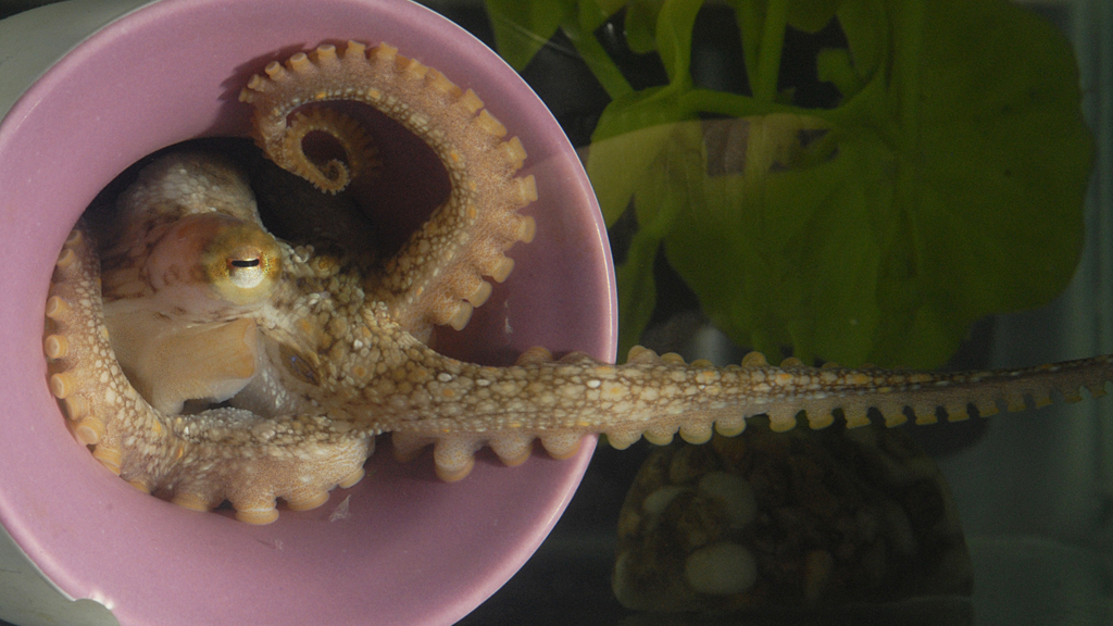 Octopuses' Big Brains And Unique Behavior Spur Basic Research : Shots ...