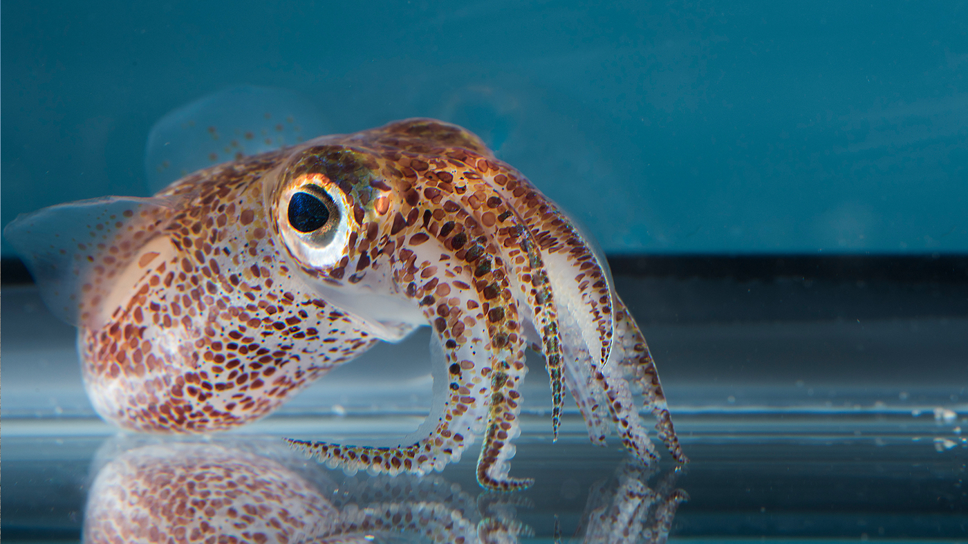 Octopuses' Big Brains And Unique Behavior Spur Basic Research : Shots ...