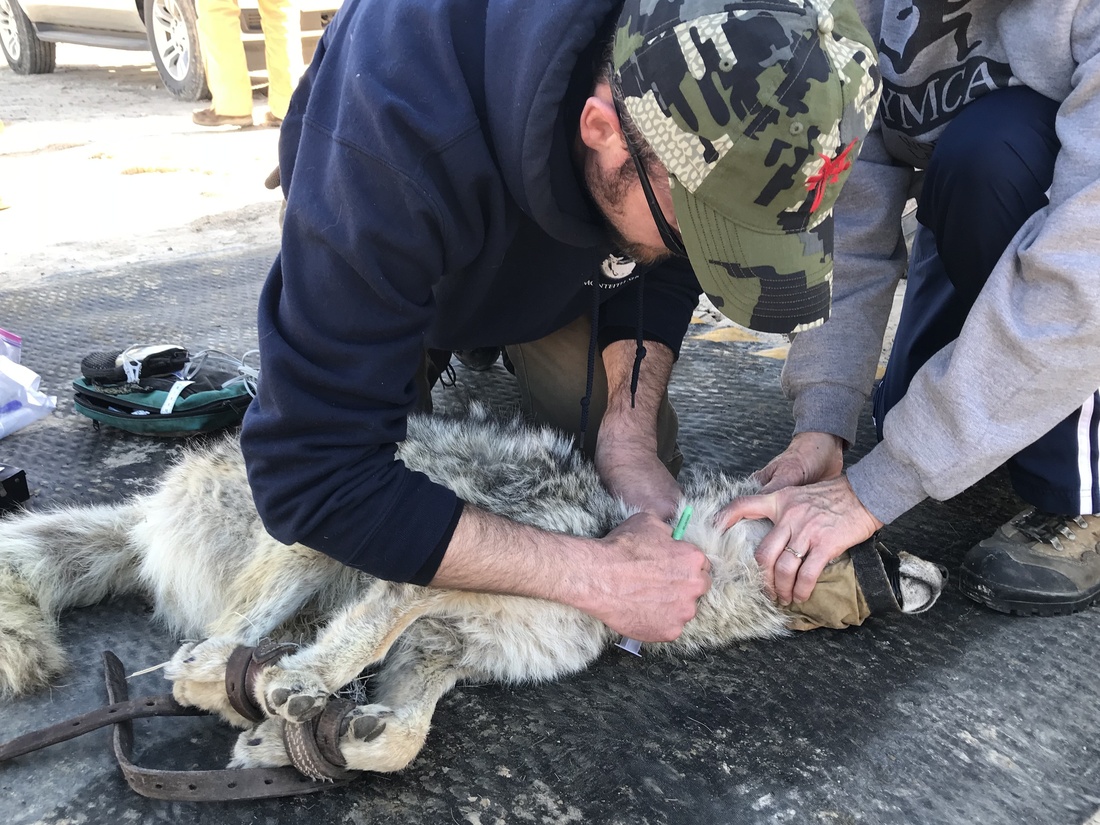 Killing Coyotes Is Not As Effective As Once Thought, Researchers Say : NPR