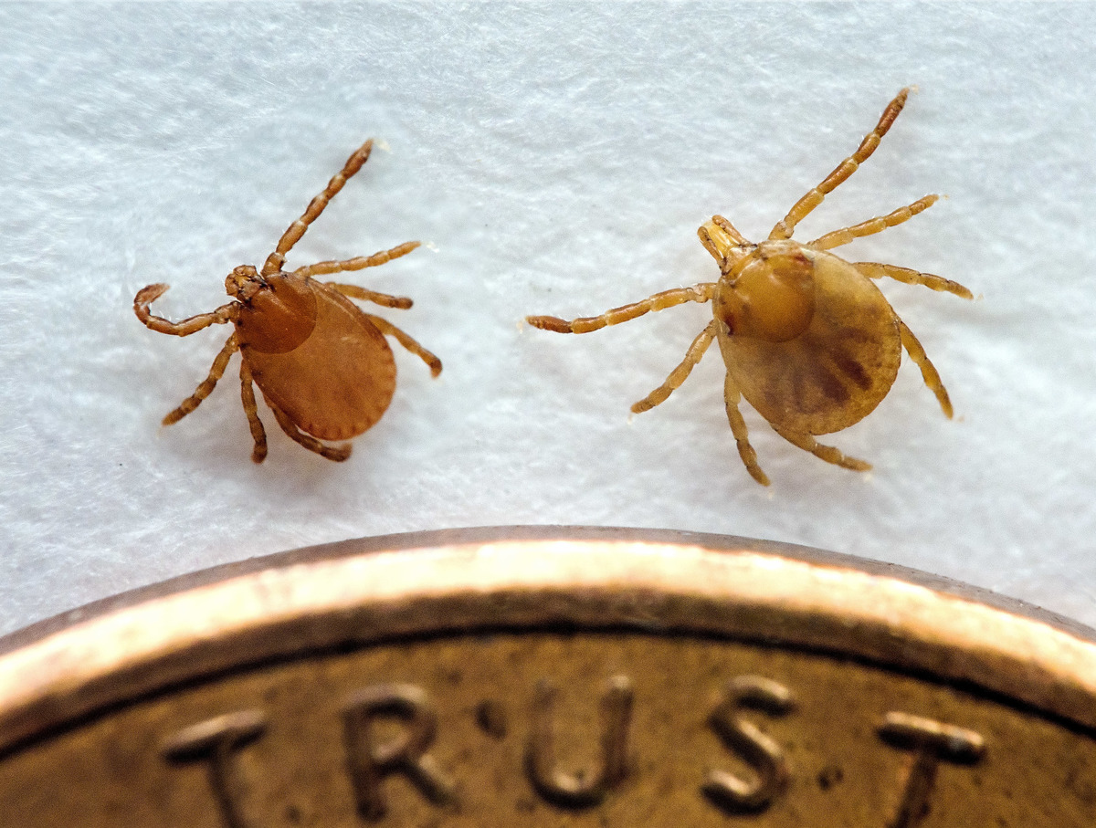 Asia's Longhorned Tick, Known To Carry Dangerous Pathogens, Takes First ...