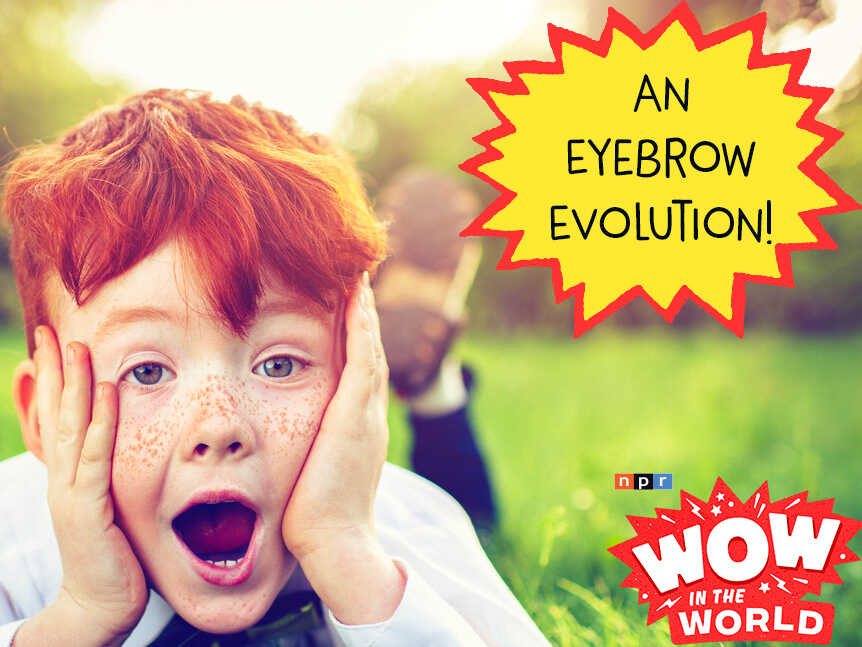 An Eyebrow Evolution! : NPR