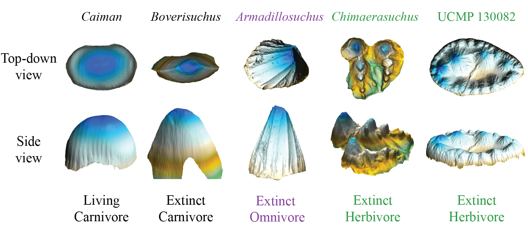 carnivore teeth types