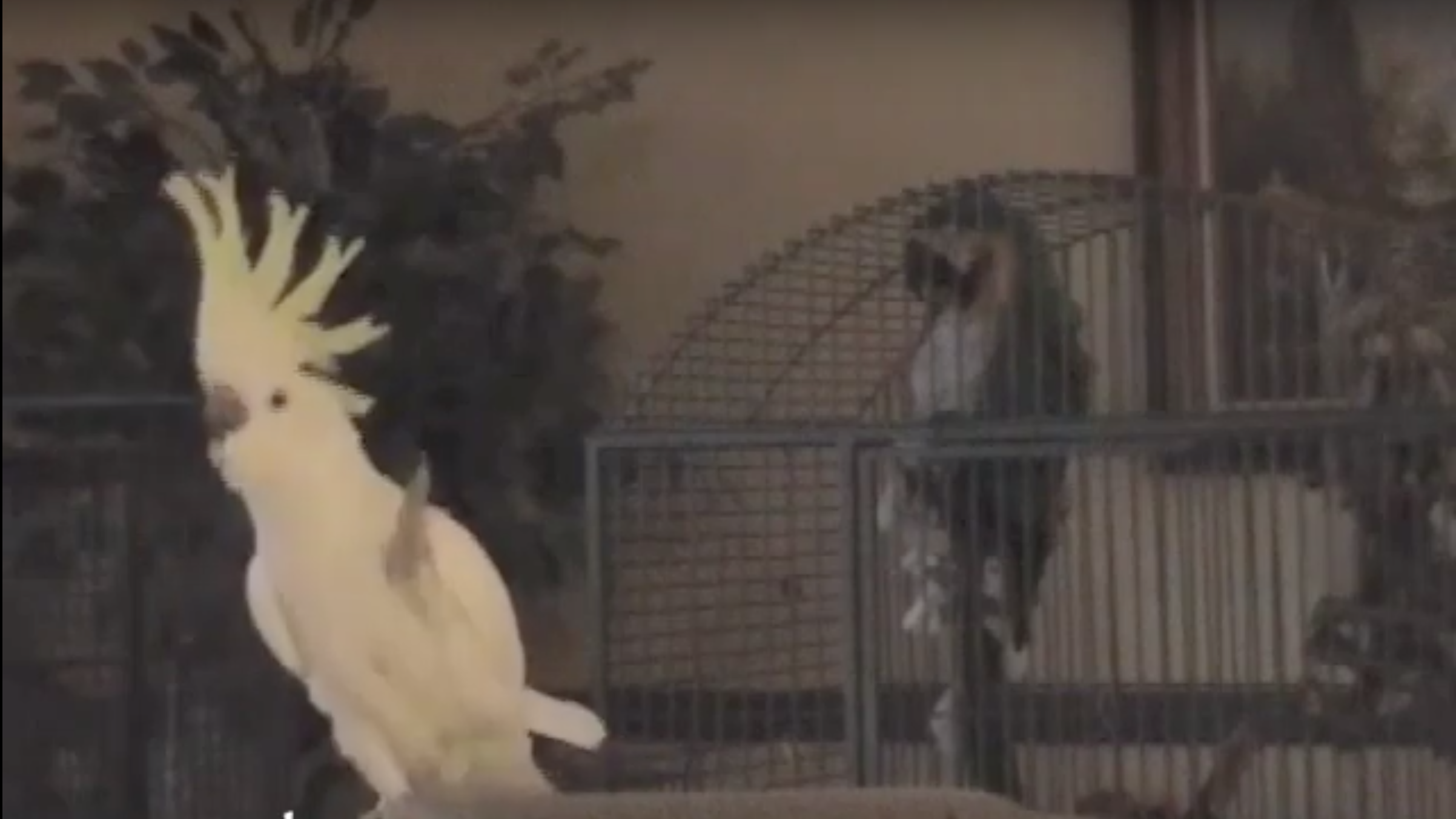 Dancing Parrot Can Headbang, Body Roll, Vogue : NPR