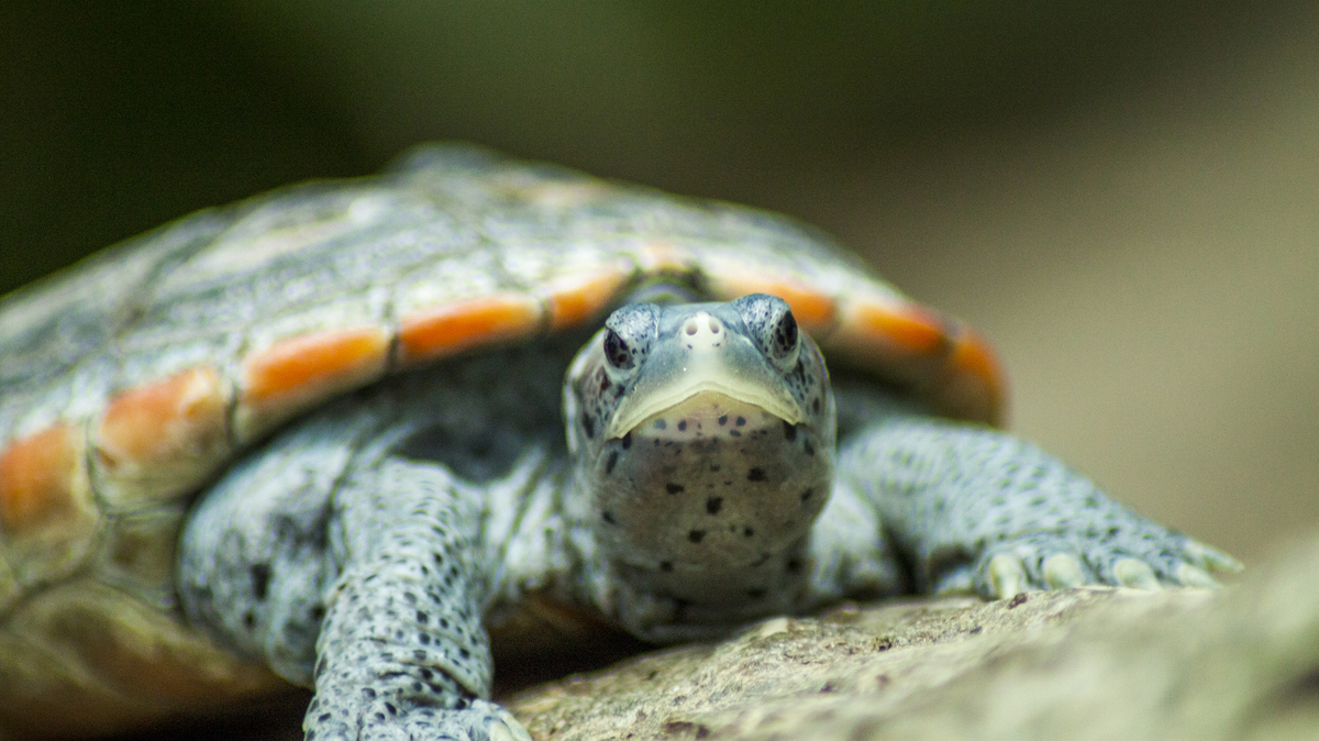 Our Taste For Turtle Soup Nearly Wiped Out Terrapins. Then Prohibition ...