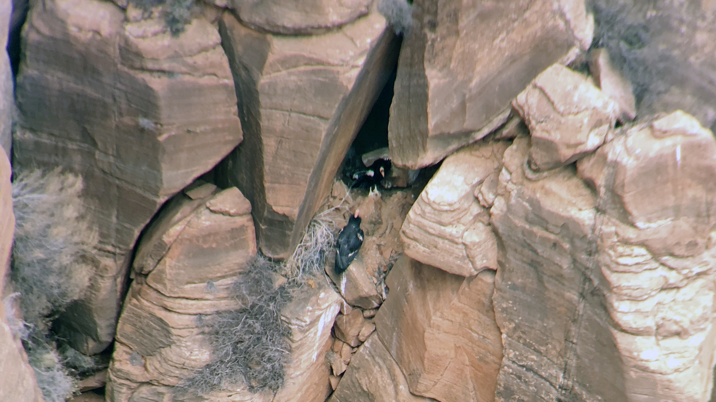 California Condor Reaches Conservation Milestone : NPR