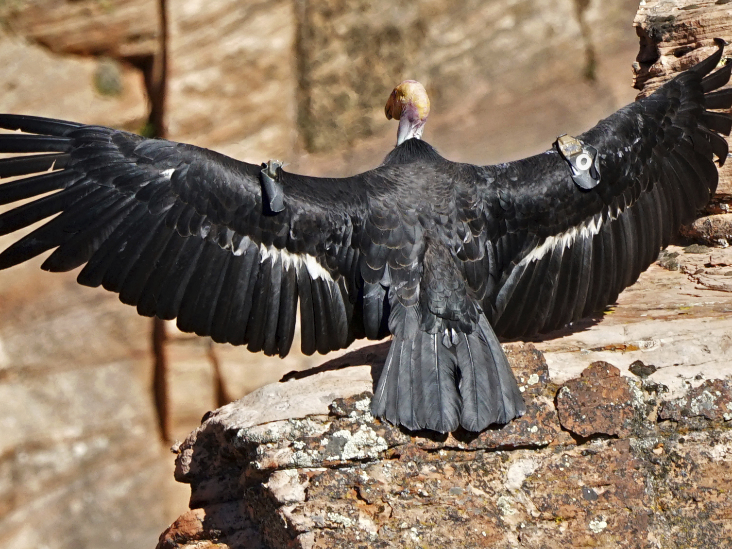 Once Nearly Dead As The Dodo, California Condor Comeback Reaches 1,000 ...