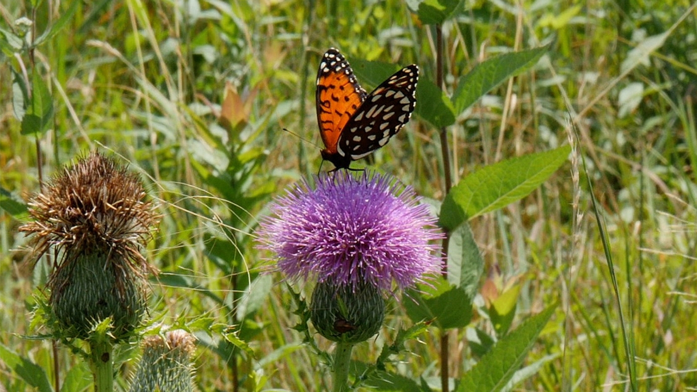 Catching Sight Of A Rare Butterfly In A Surprising Refuge : NPR