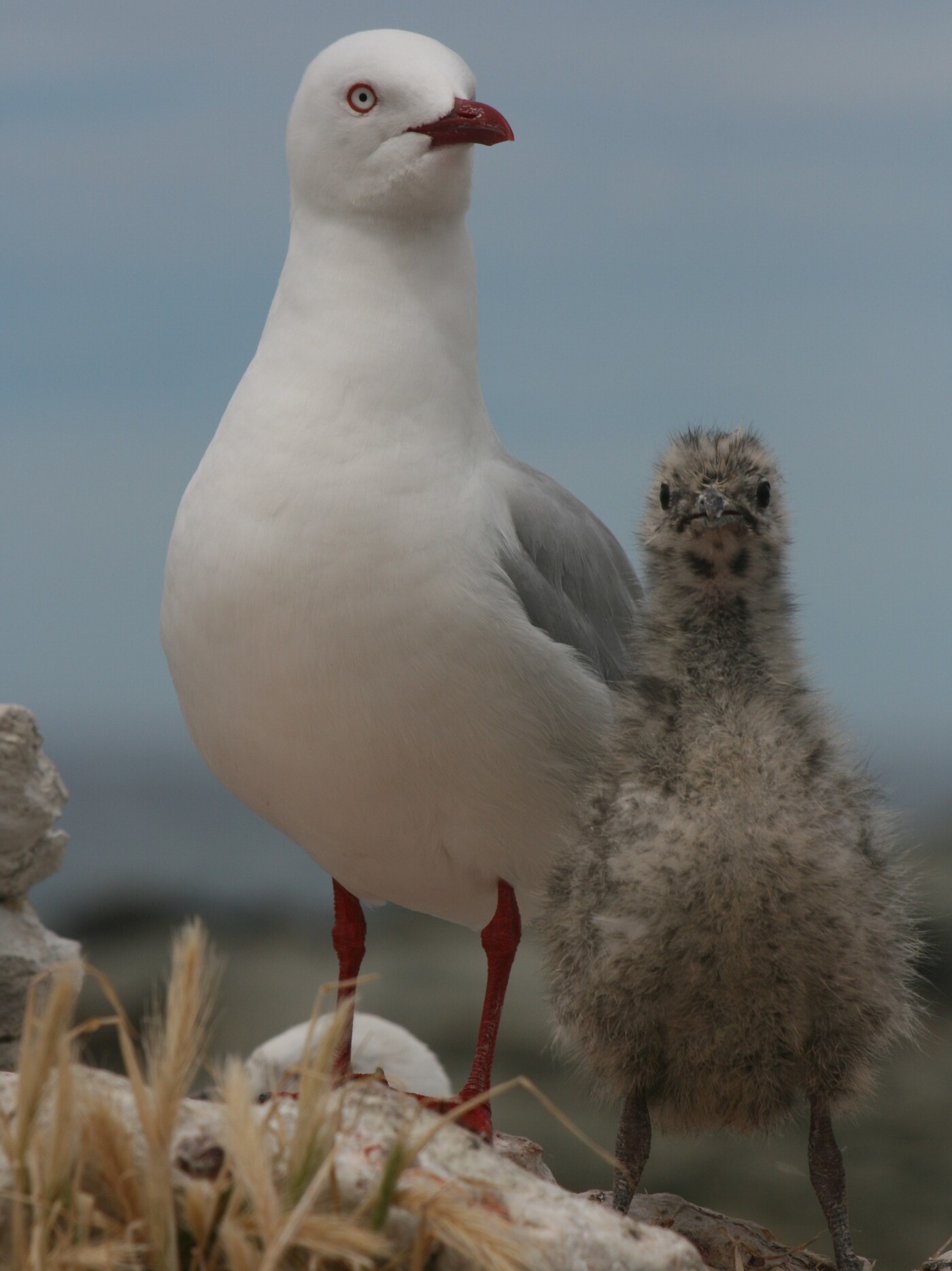 Birds Adapt Their Behavior For Climate Change — But Is It Too Little ...