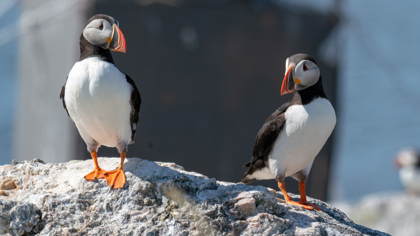 Living With Puffins? Better Duck And Cover : NPR