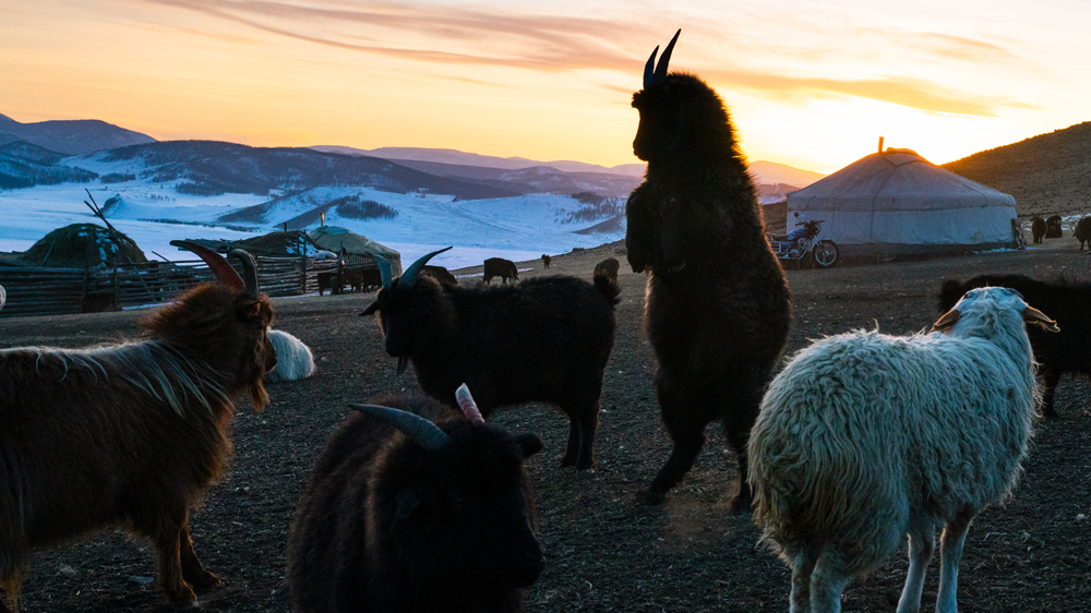 Changing Mongolia : NPR