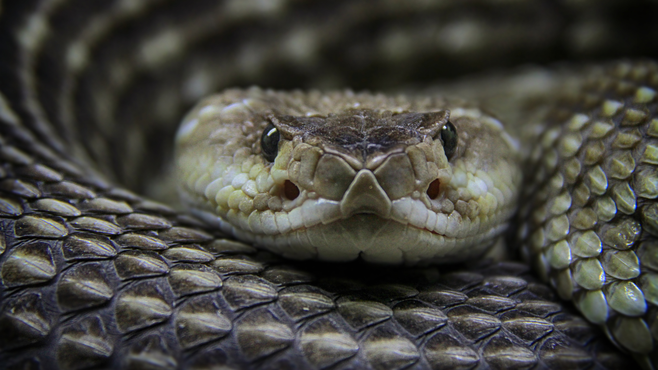 Price Of Snakebite Drugs Still Sky-High, Despite Competition : Shots ...