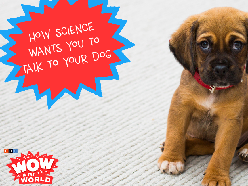 How To Talk To A Dog : NPR