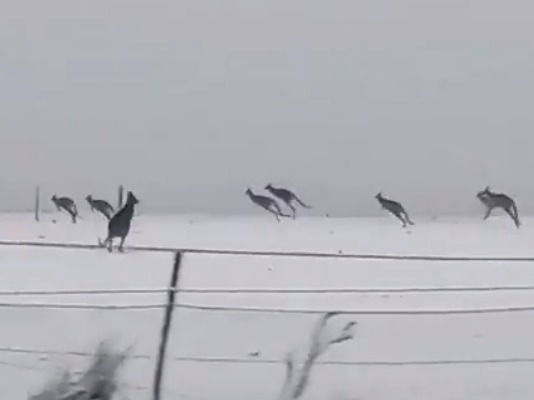 WATCH: Kangaroos Discover Snow | NCPR News