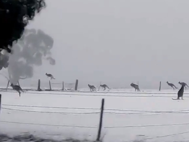 Video: Kangaroos In Snow : NPR