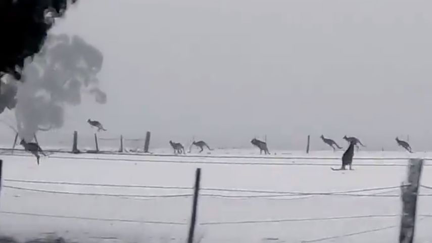 Video: Kangaroos In Snow : NPR