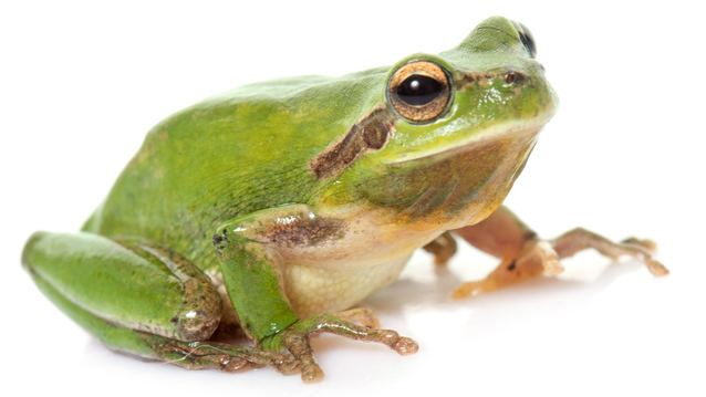 Trump's New Tariff List Excludes Bibles, Delays Tariffs On Frog Meat : NPR