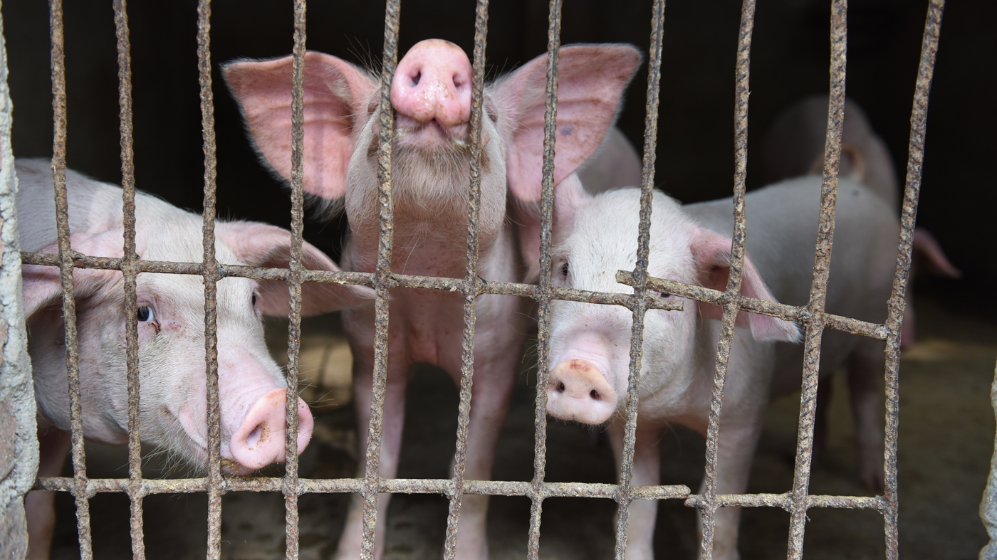 Swine Fever Is Killing Vast Numbers Of Pigs In China : The Salt : NPR