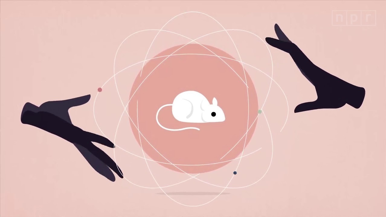 Best of NPR Animations : NPR