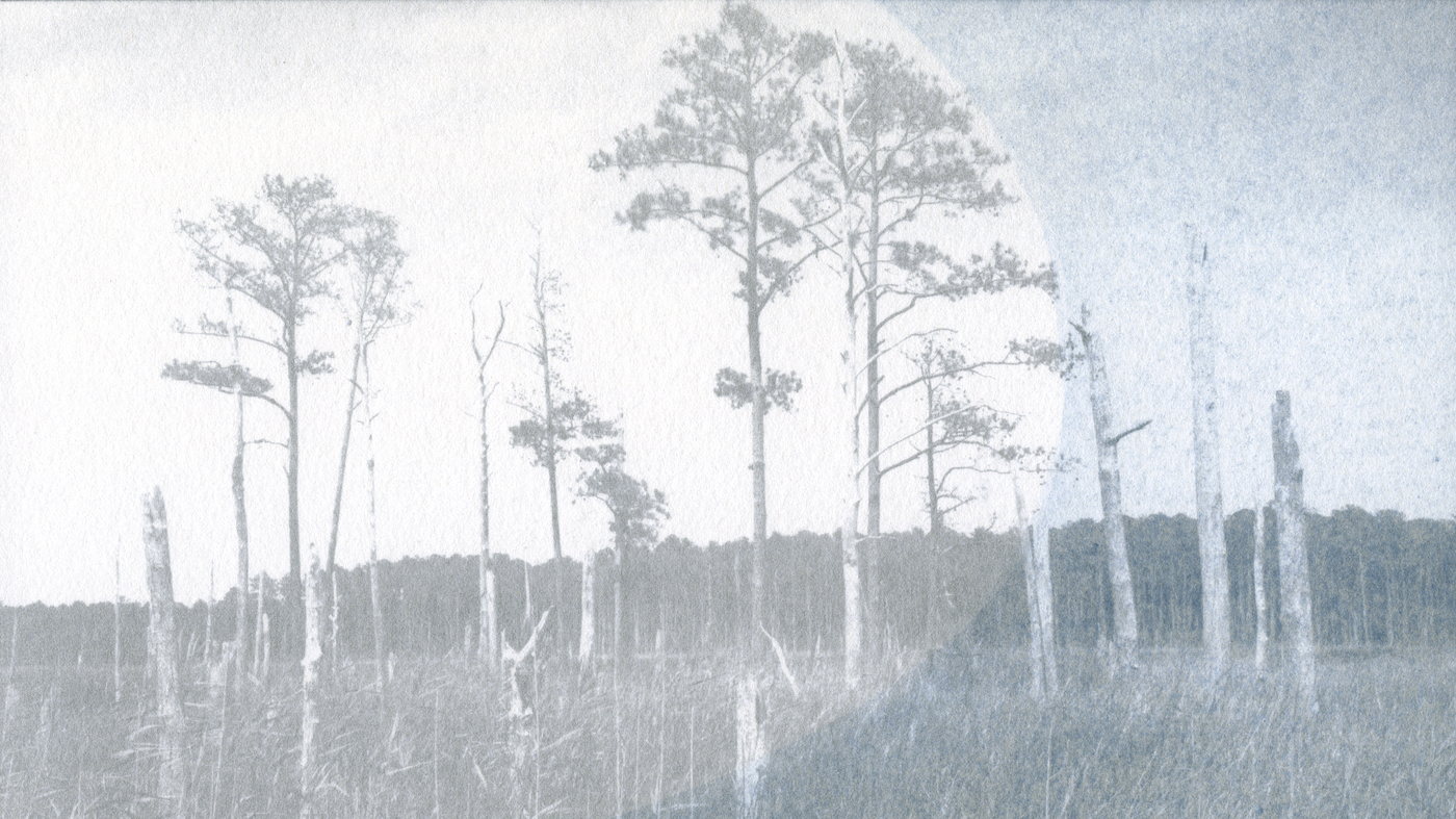 'Painting' The Ghost Forests Of The Mid-Atlantic Coast : The Picture ...