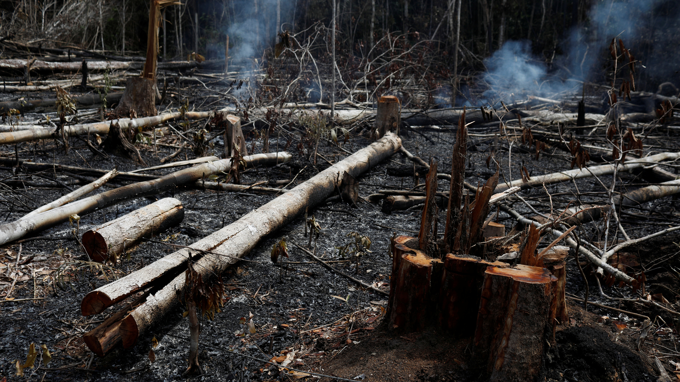 PHOTOS: Amazon Rainforests On Fire In Brazil : The Picture Show : NPR
