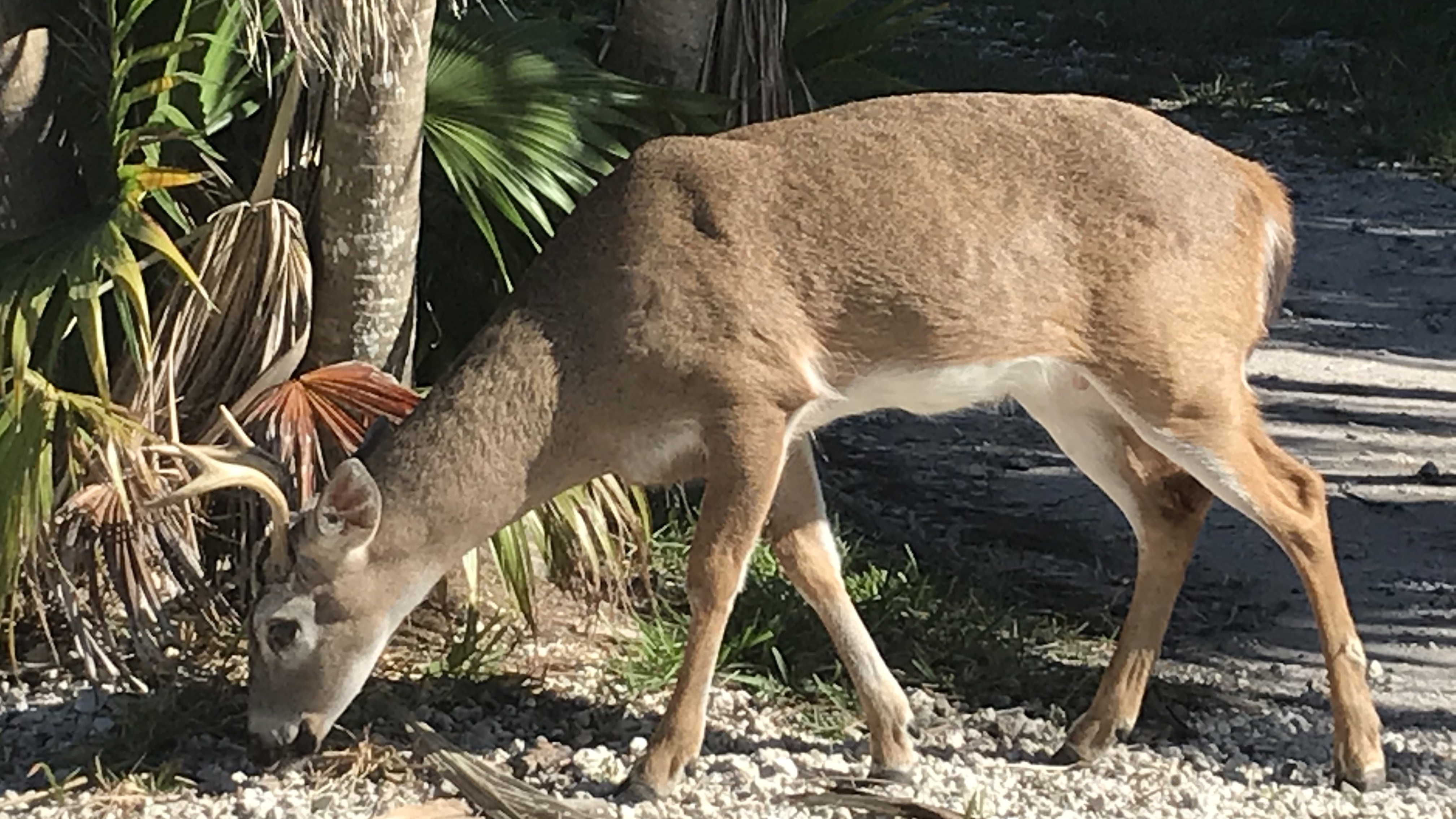 Trump Administration Opens Door To Dropping Florida's Key Deer From ...