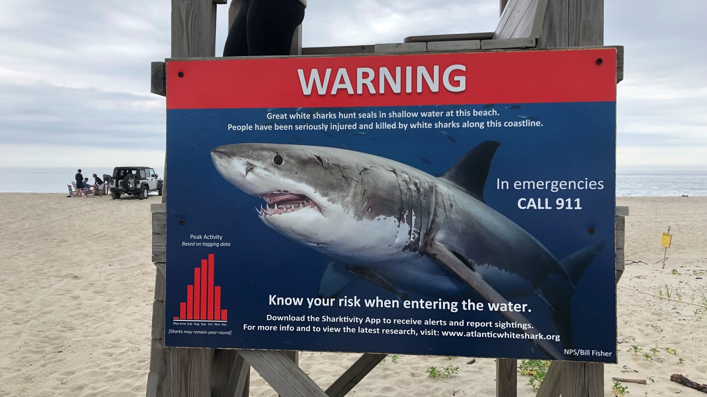 Sand, Sunscreen And ... Sharks! Cape Cod Beach Towns Do More To Keep ...