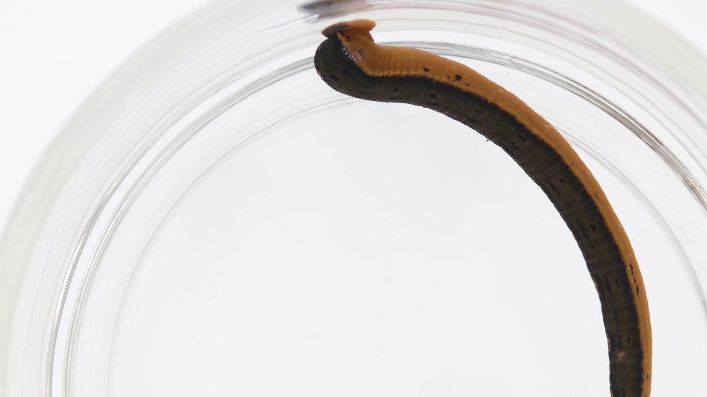 Researchers Identify New 3-Jawed Medical Leech : NPR