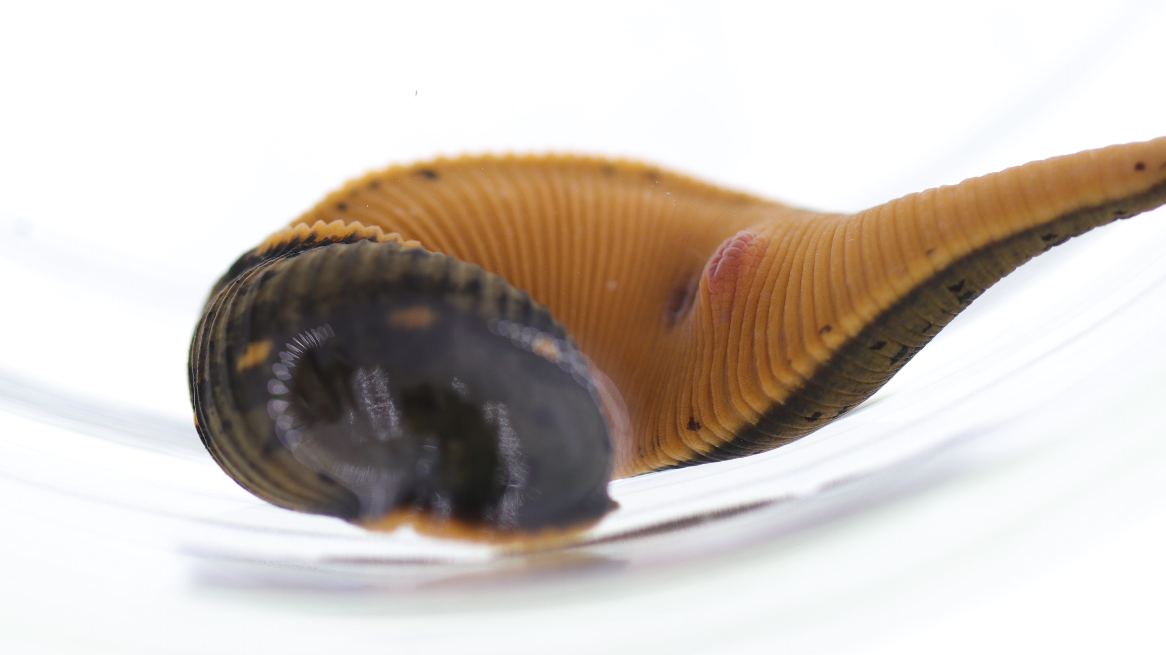 Researchers Identify New 3-Jawed Medical Leech : NPR