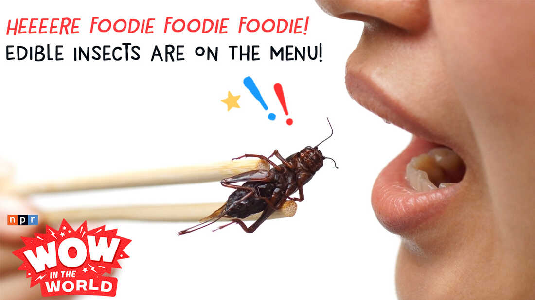 Heeeere Foodie Foodie Foodie! - Edible Insects Are On The Menu! : NPR
