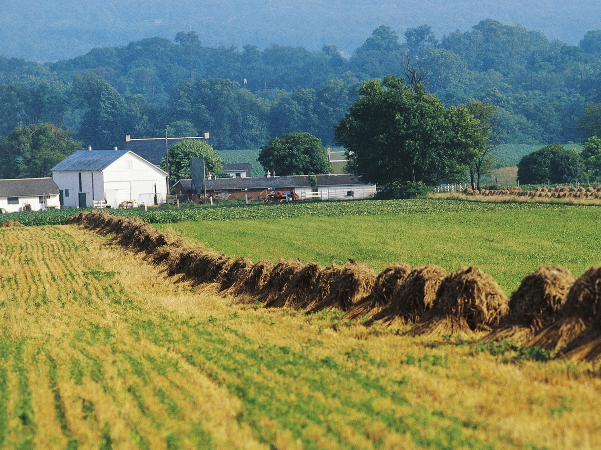 As Amish Leave Farming For Other Work, Some Leave Their Homestead : NPR