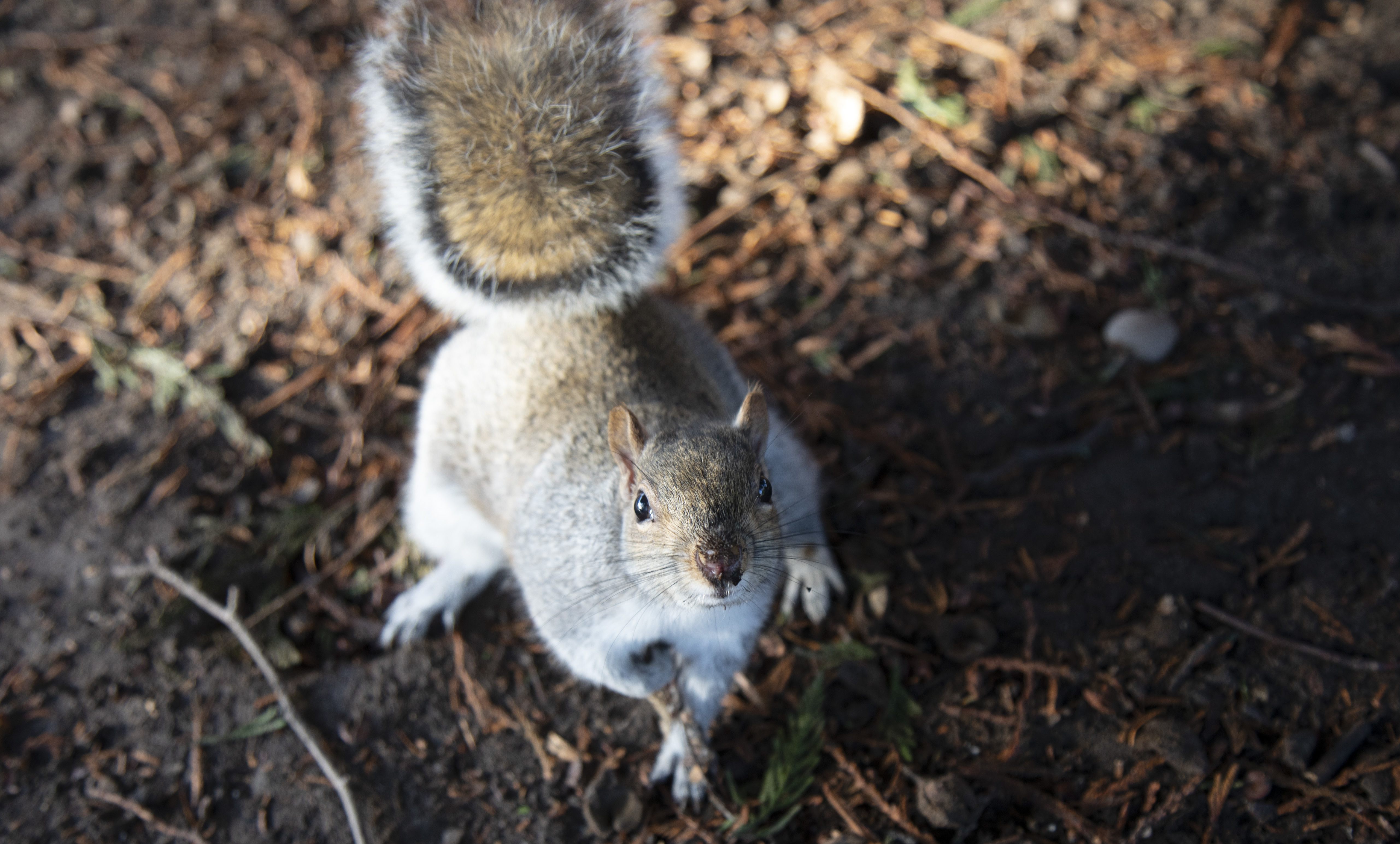 The Other Twitterverse: Squirrels Eavesdrop On Birds, Researchers Say ...