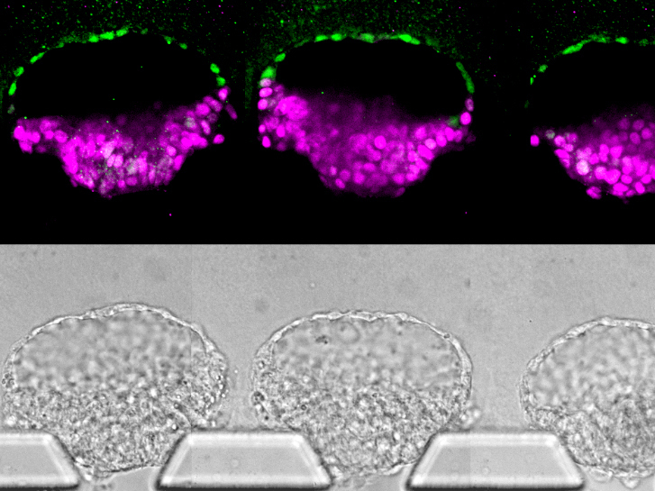 Scientists Create A Device That Can Mass-Produce Human Embryoids ...