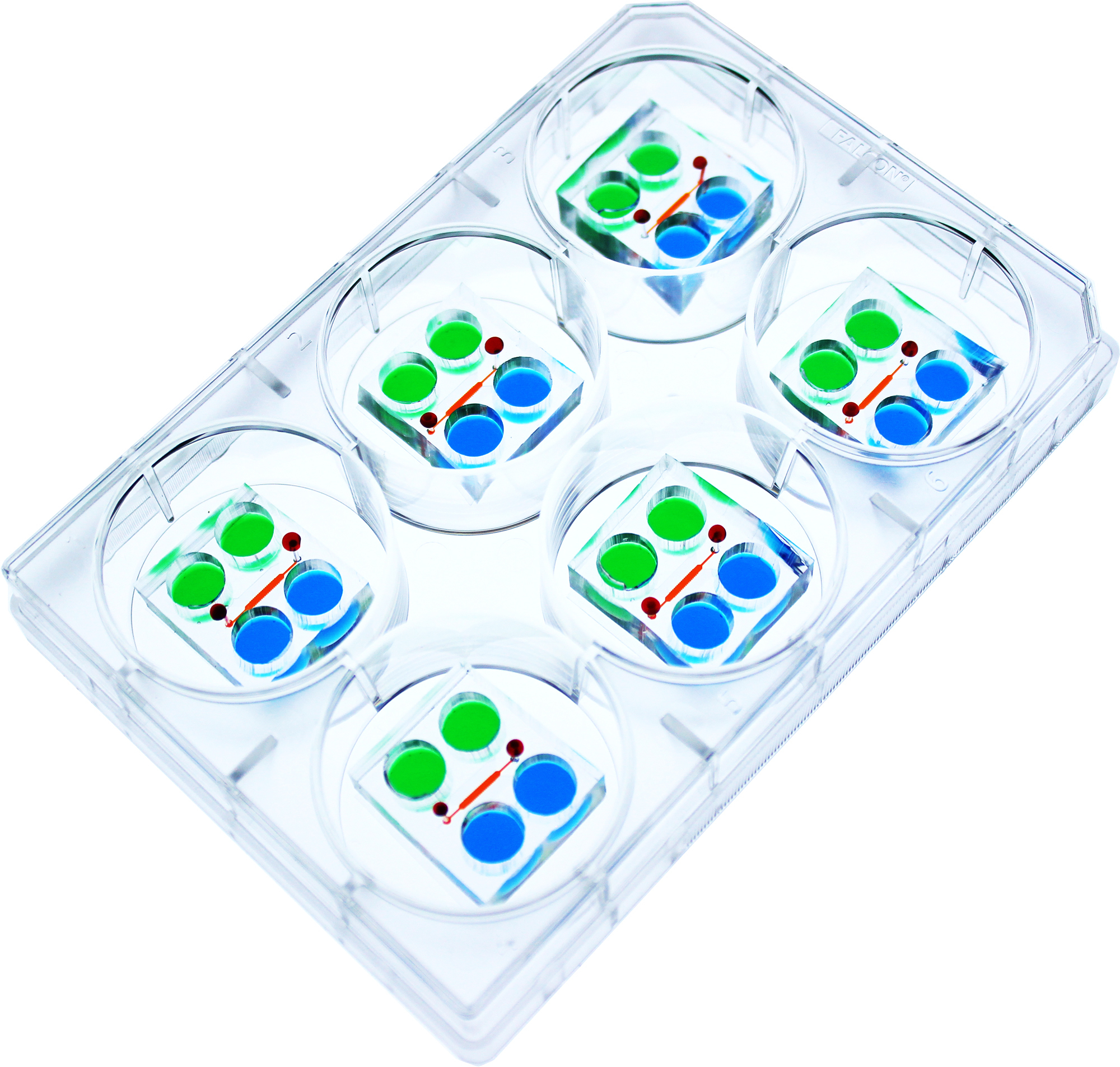 Scientists Create A Device That Can Mass-Produce Human Embryoids | NCPR ...