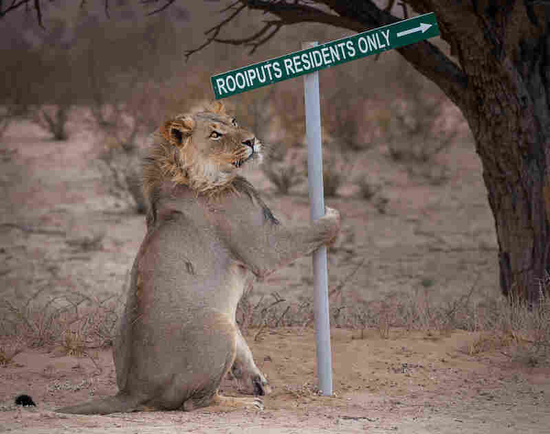 PHOTOS: Comedy Wildlife Finalists Offer Ode To Silly Serendipity : NPR