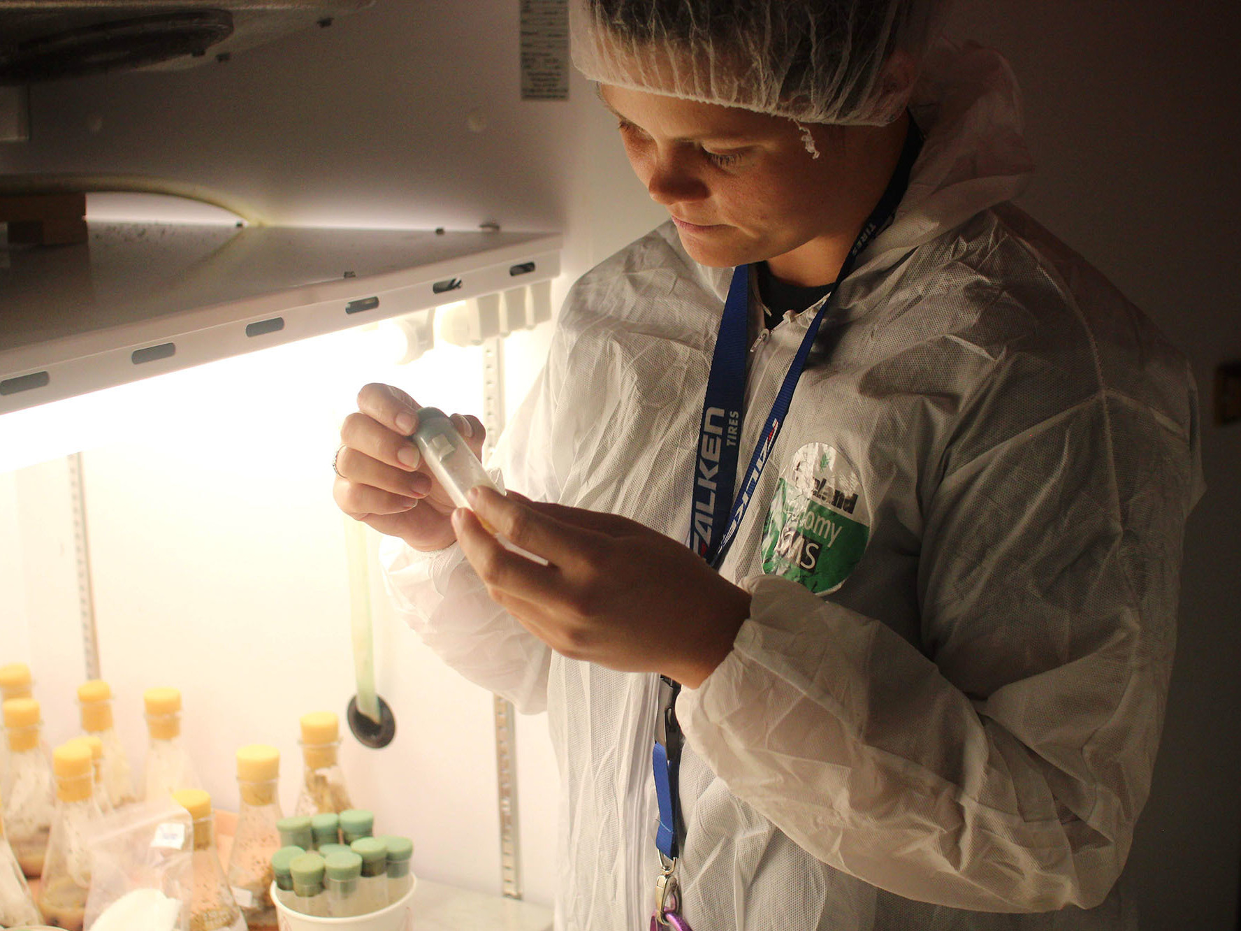 Vineyards Facing An Insect Invasion May Turn To Aliens For Help | NCPR News