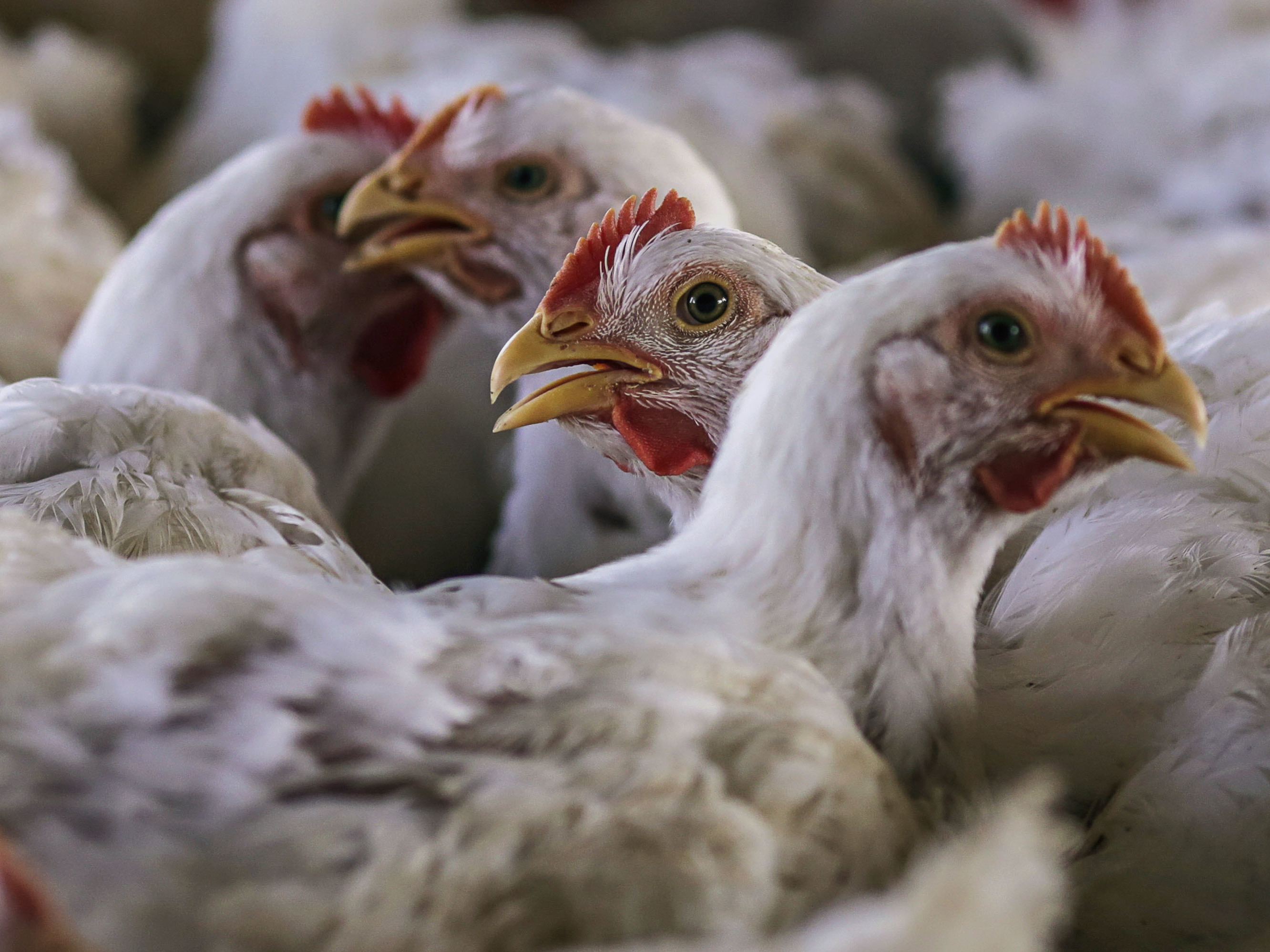 PHOTOS: Drag Queens In South Africa Embrace Queerness And Tradition ...