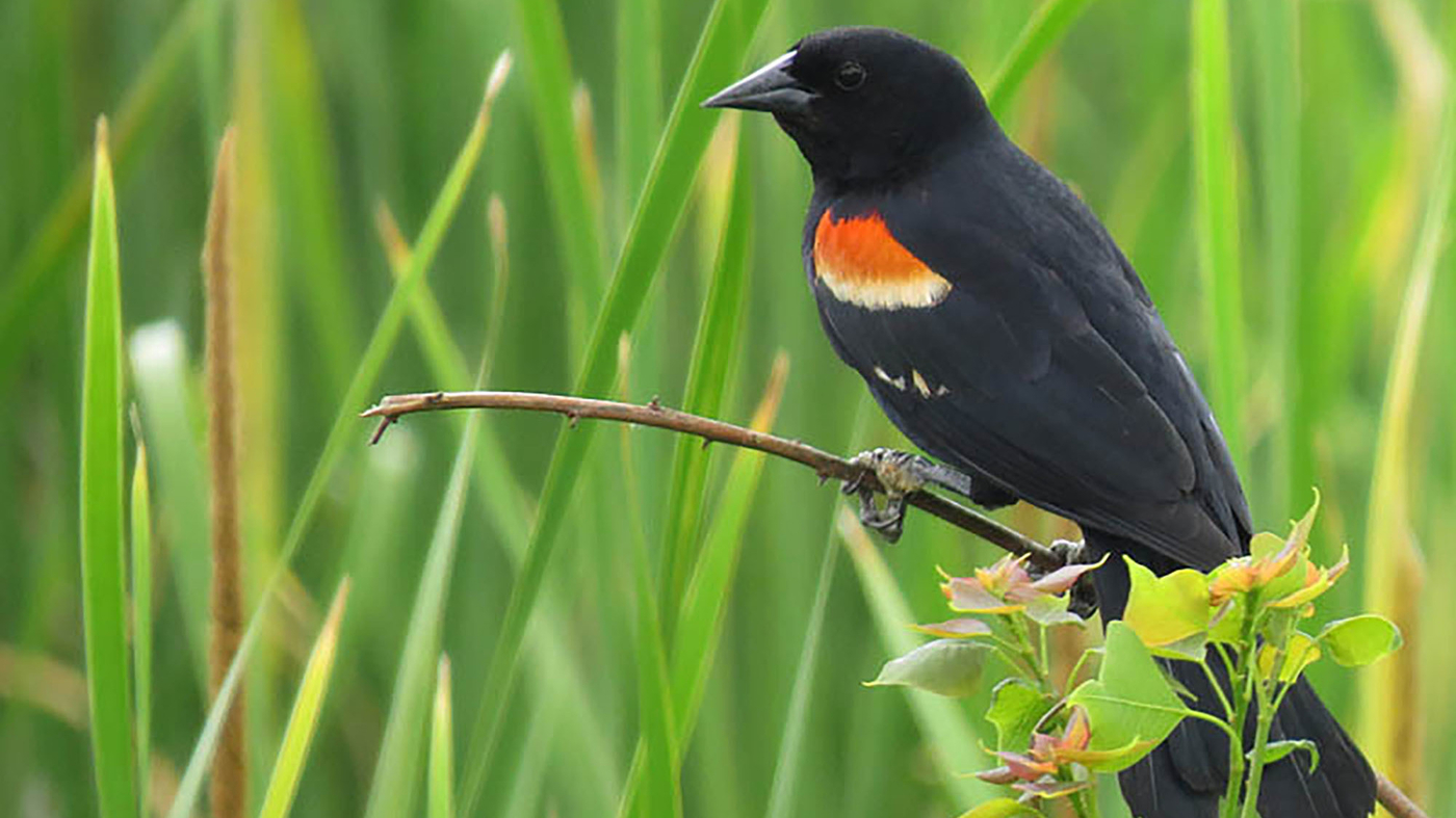 Bird Population In North America Has Plummeted In Past 50 Years : NPR