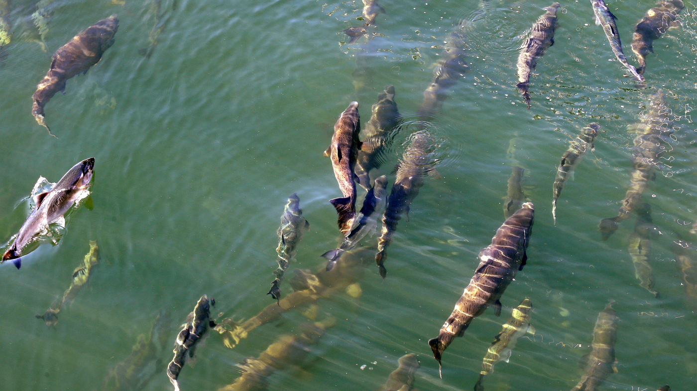 U.N. Report On The World's Oceans Is Out, And It's Not Good : NPR